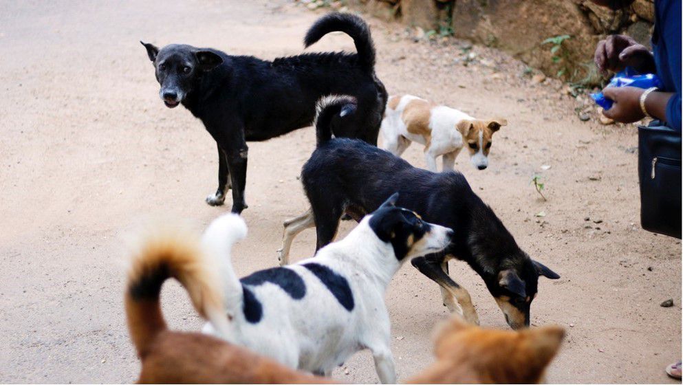 Calls to tackle attacks by stray dogs met with government sile...