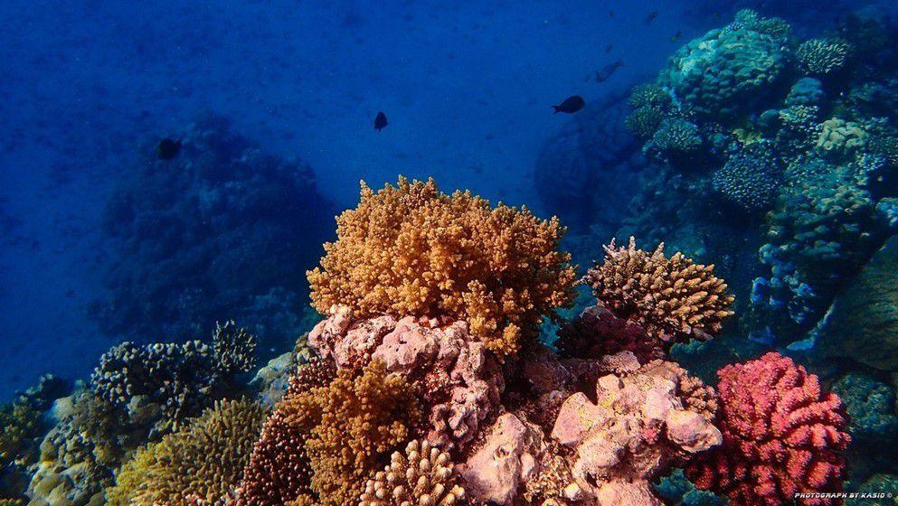 Heat-resilient Red Sea reefs offer last stand for corals...