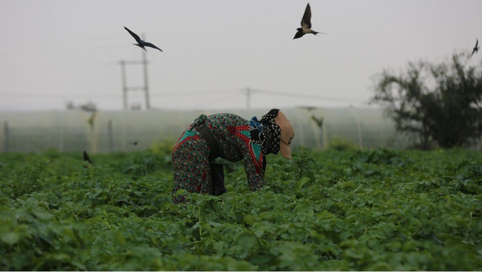 Low rainfall poses additional hurdles for Jordan’s farming sec...