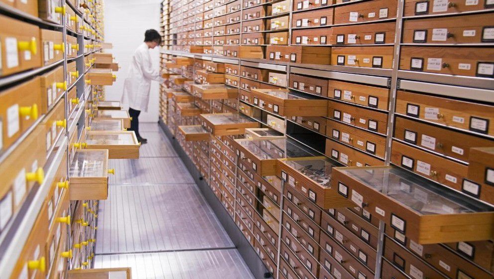 Indonesia wants ‘Java Man’, art back from Dutch museums...