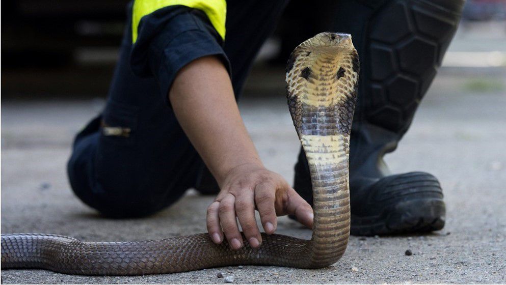 High temperatures lead to increase in venomous snakes in Jorda...