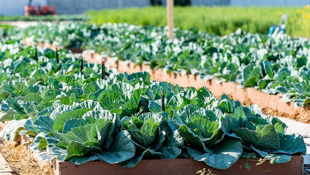 Project launched to support small-scale farmers...