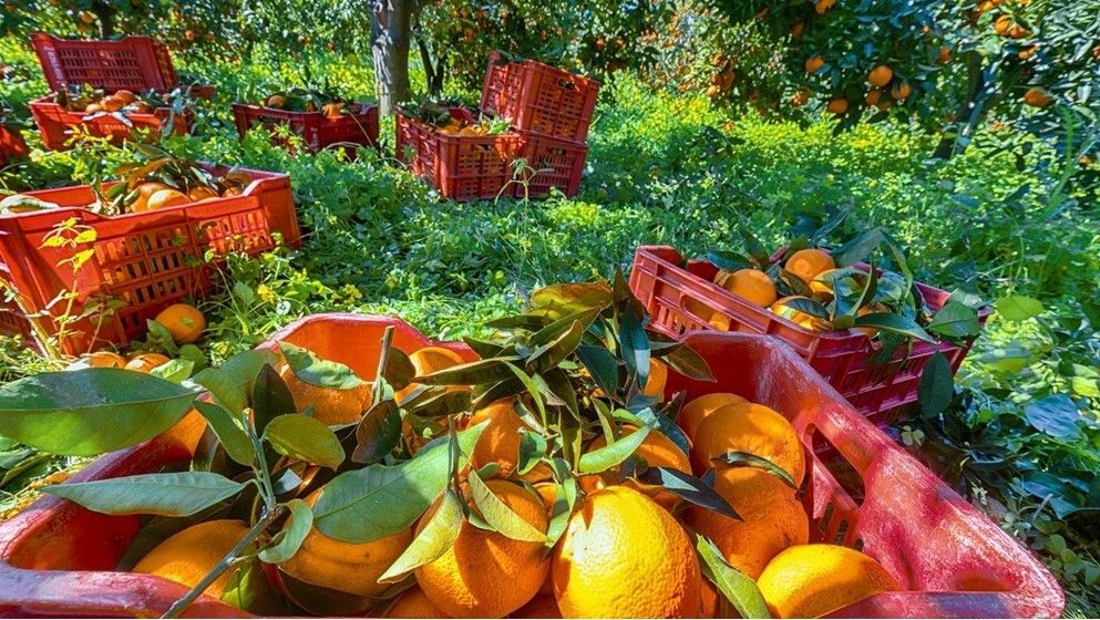 Farmers complain about theft in citrus farms...