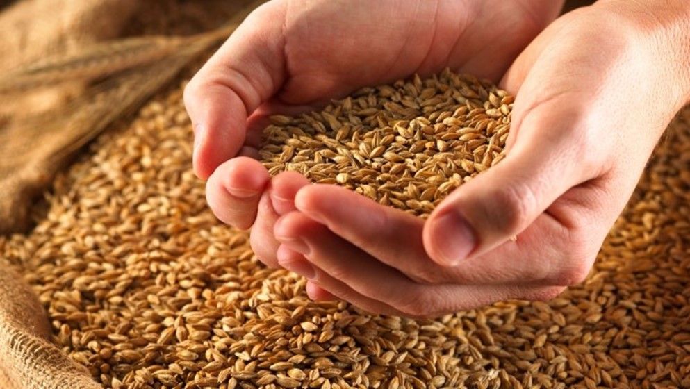Tender Announced for Purchase of Wheat Quantities...