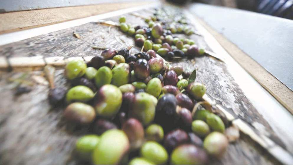 Proper disposal of olive waste needs to be found...