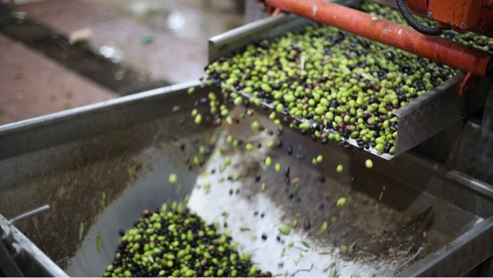 Jordan produced 24,000 tonnes of olive oil in 2022...