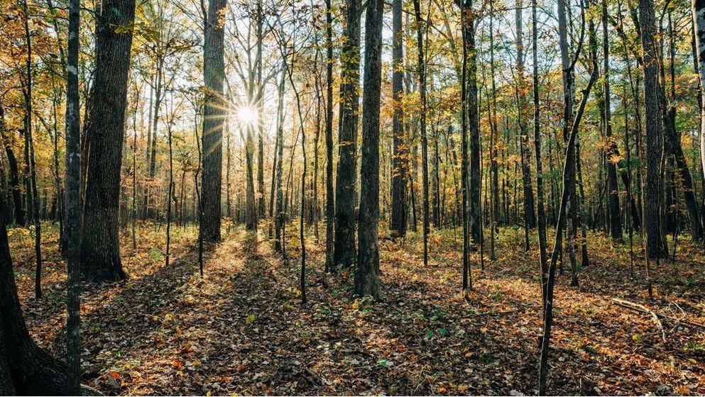 Are trees talking underground? For scientists, it is in disput...