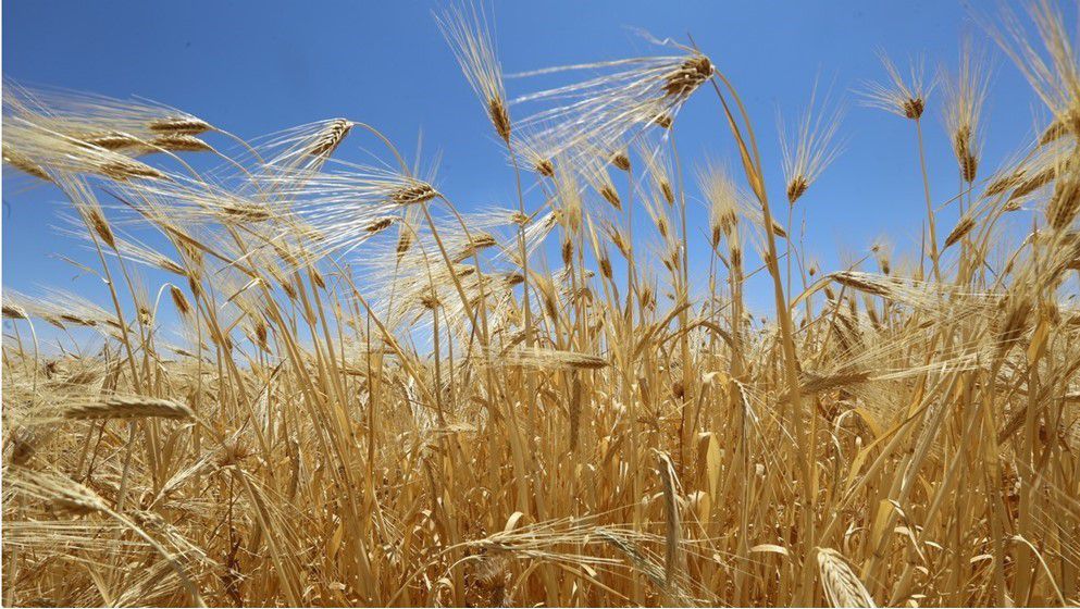 Experts torn on viability of local wheat cultivation...