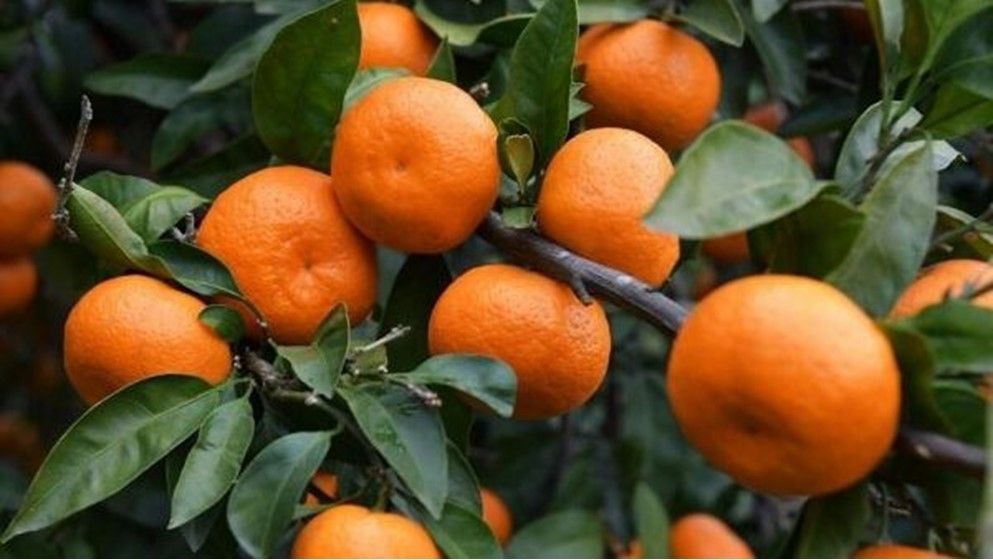 Tangerines: Benefits and Risks – Important Advice for Stomach ...