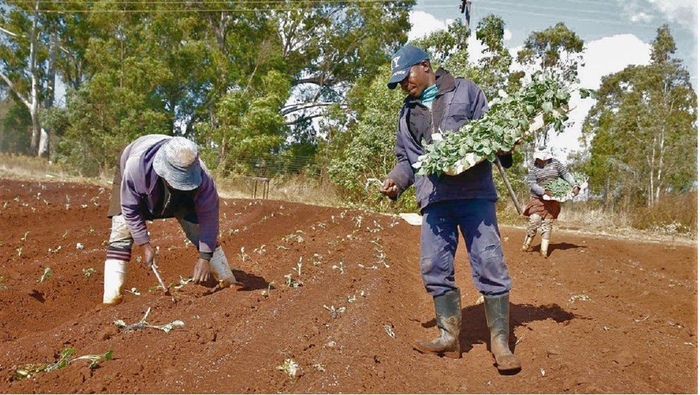 National afforestation mitigates climate change impact — exper...