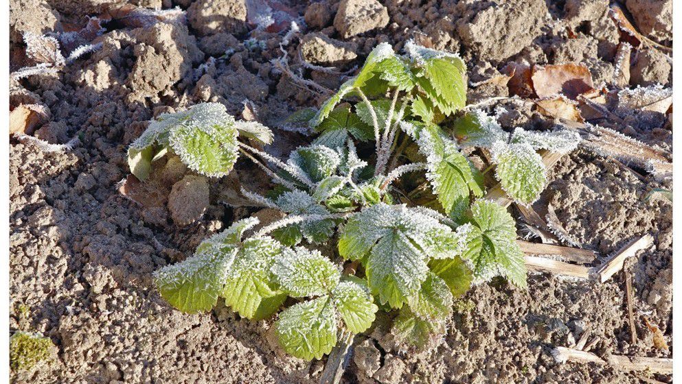 Ministry of Agriculture warns farmers about frost formation...