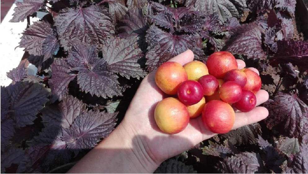Lebanon finds a natural treasure ripe for export in wild plums...