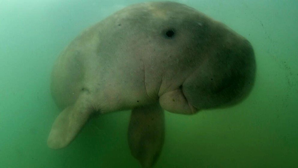 Sea cows threatened with extinction...