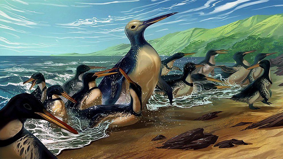 The biggest penguin that ever existed was a ‘monster bird’...