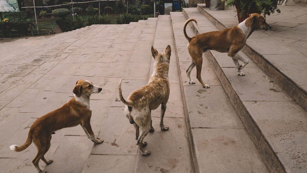 Cost remains main obstacle to building shelter for stray dogs...