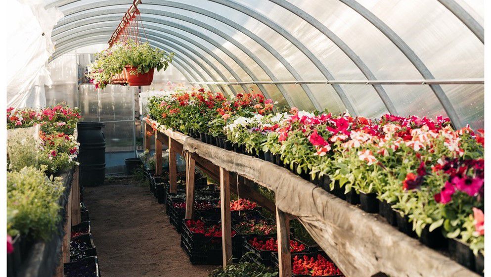 Jordan grows about 50 million flowers annually...