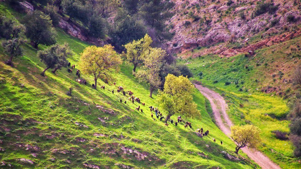 Ajloun spring growth stimulates tourism...