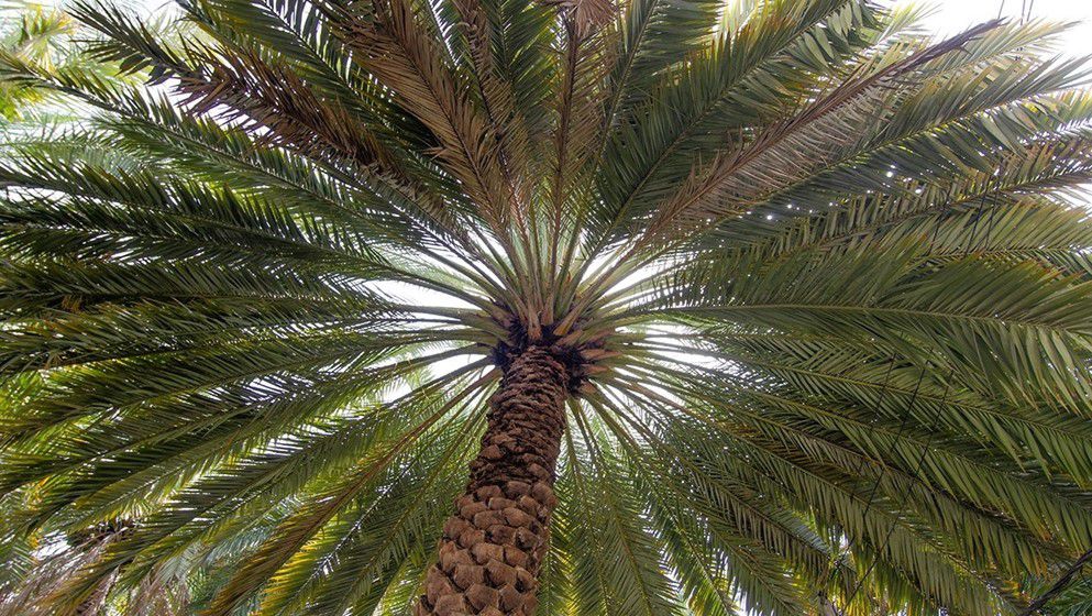 Jordan aims to cultivate 1 million ‘King of Dates’ palm trees...