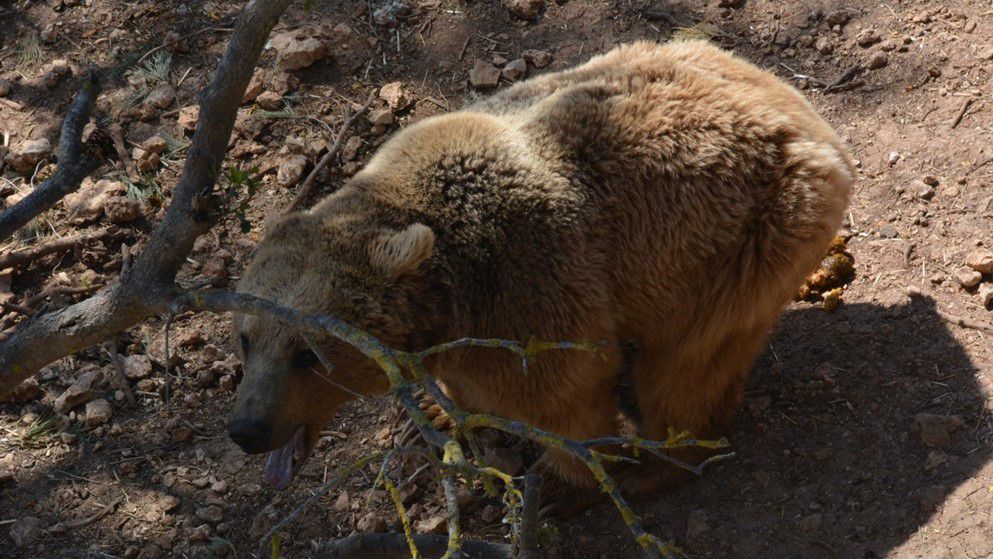 Moments at Al Ma'wa for Nature and Wildlife...