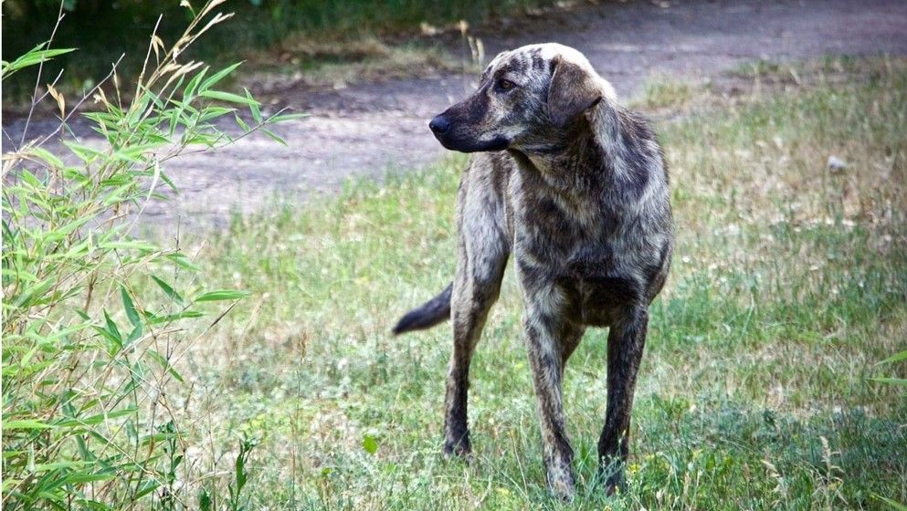 In Chernobyl’s stray dogs, scientists look for genetic effects...