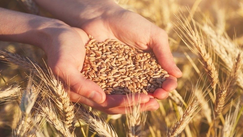 Tender for Wheat Purchase Announced...