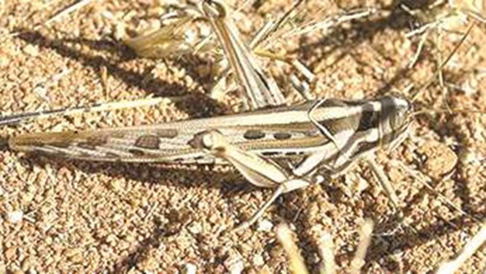 Authorities combat desert locust...