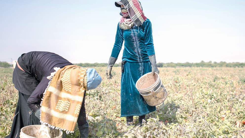Northern Jordan Valley farmers say they expect losses...