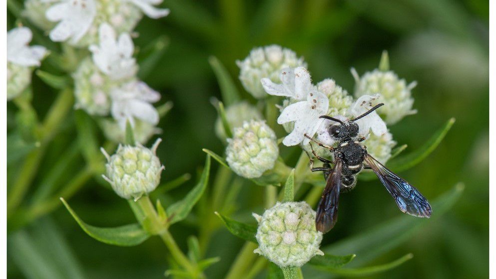 Why you should plant a garden that’s wasp-friendly...