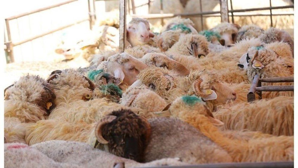 3.88m sheep, goats in Jordan in 2021...