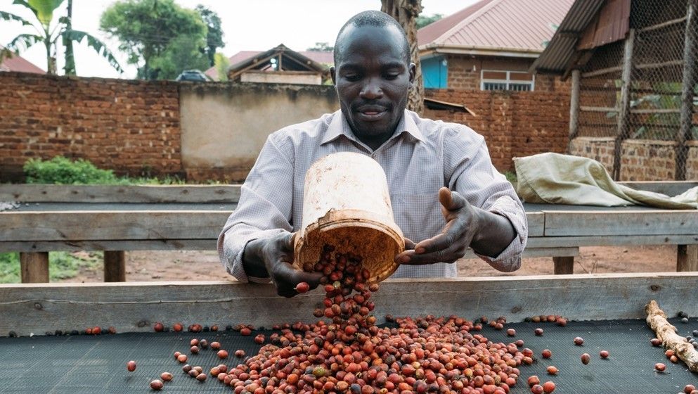 Hardier brew: African farmers bet on climate-resistant coffee...