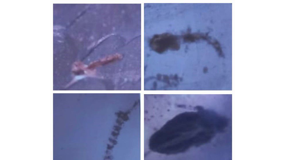 The discovery of insects in gypsum in Jordan....