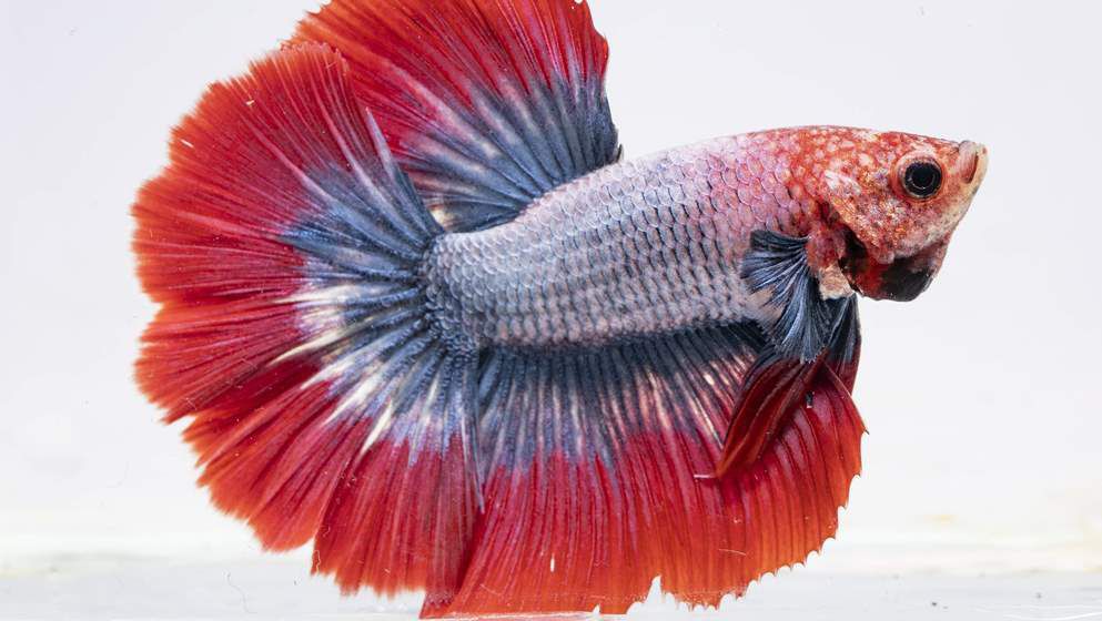 The 1,000-year secret that made betta fish beautiful...