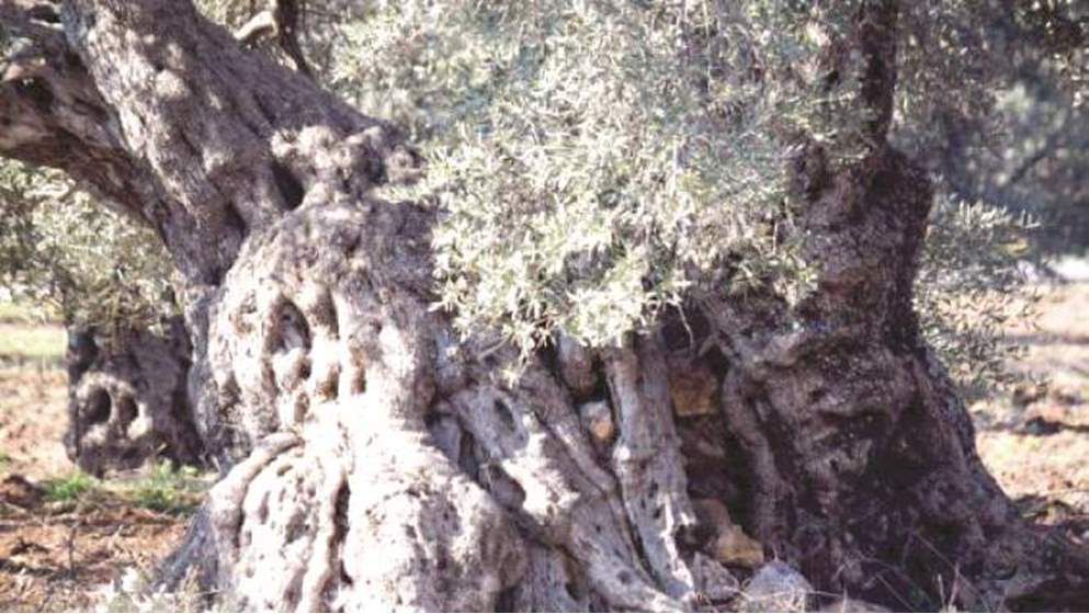 Ajloun trail proposed for ancient Roman olive trees...