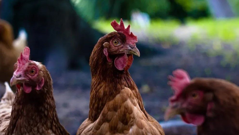 Unsold chicken pile up in stores, declaring boycott a success...
