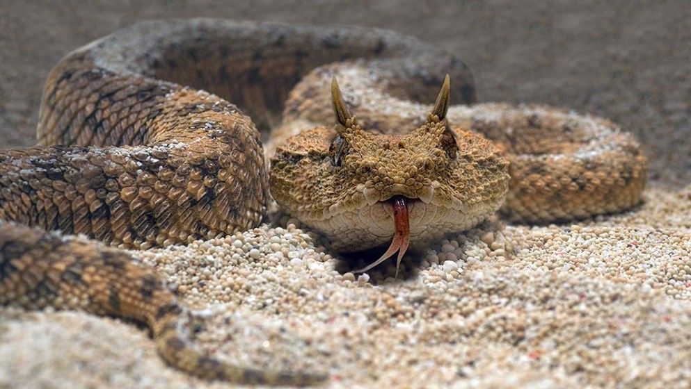400 cases of snake bites in Jordan in 2023...
