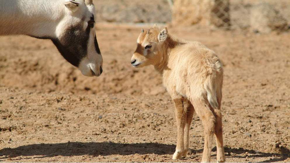 7 unique threatened species in Jordan...