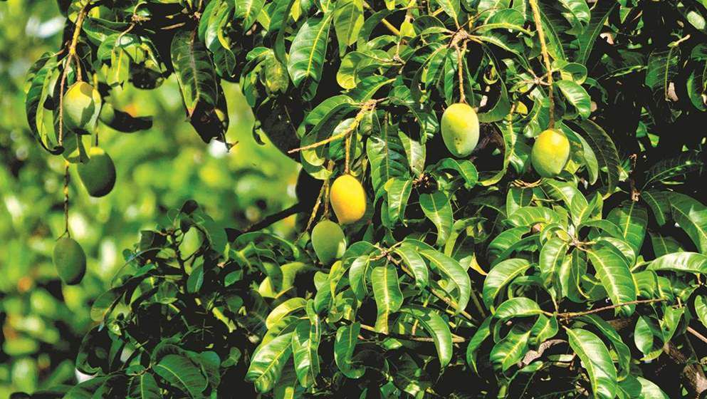 Pakistani mango festival held in Amman...