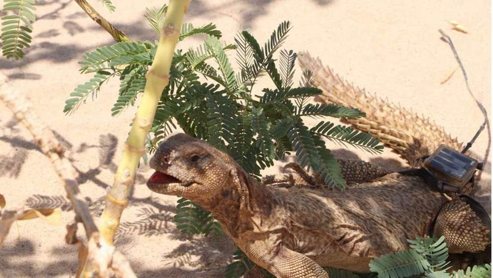 RSCN launches device to track spiny-tailed lizard...