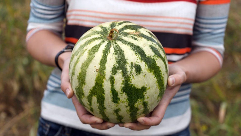 Jordanian watermelon safe – Farmers Union Chief...