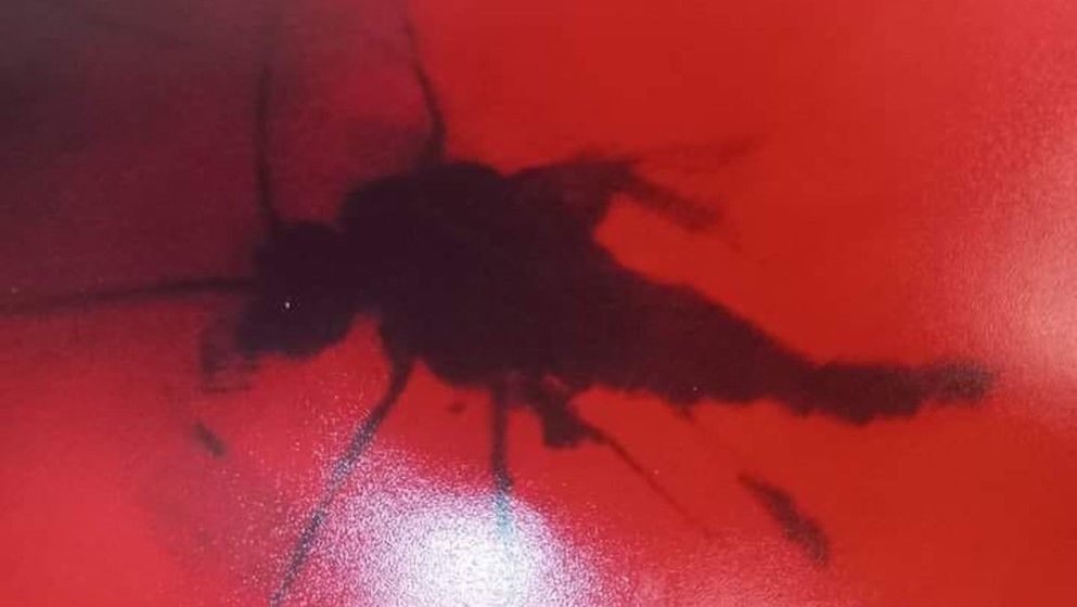 A 140-million-year-old stinging insect discovered in Jordanian...