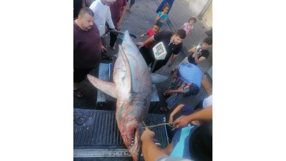 Fishermen catch 2-meter-long shark in Aqaba...