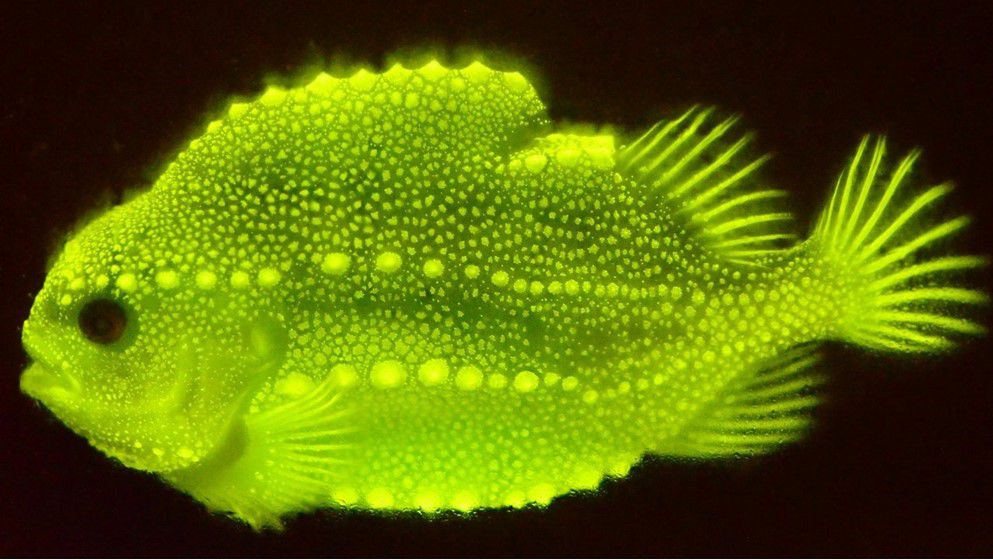 It looks awkward, but this fish has a secret glow...