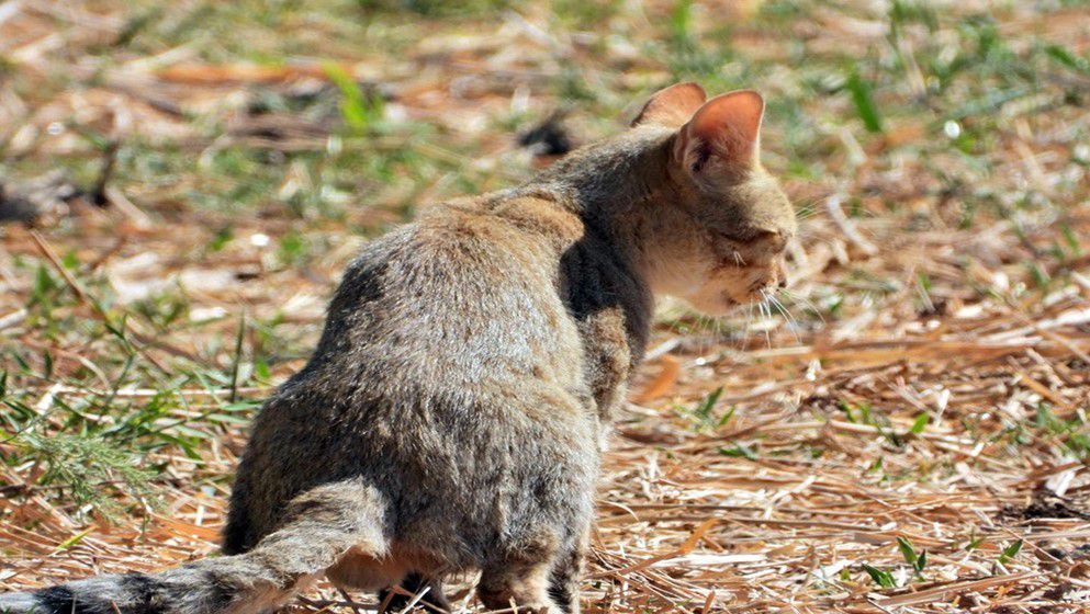 First wildcat sighting in Azraq reserve in 25 years...