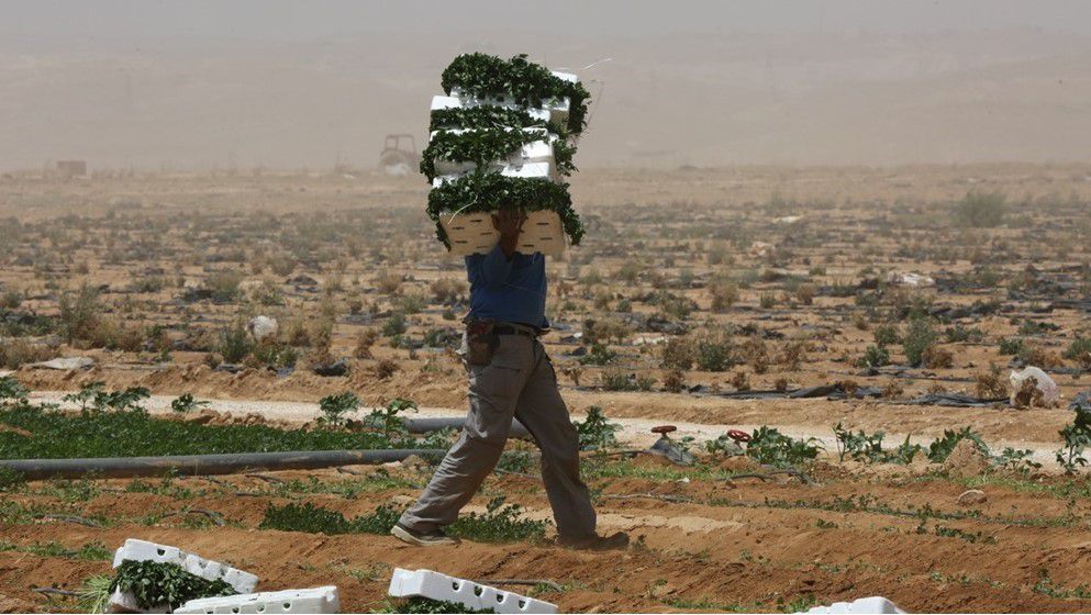 Expert advice on food security : Plant more crops...