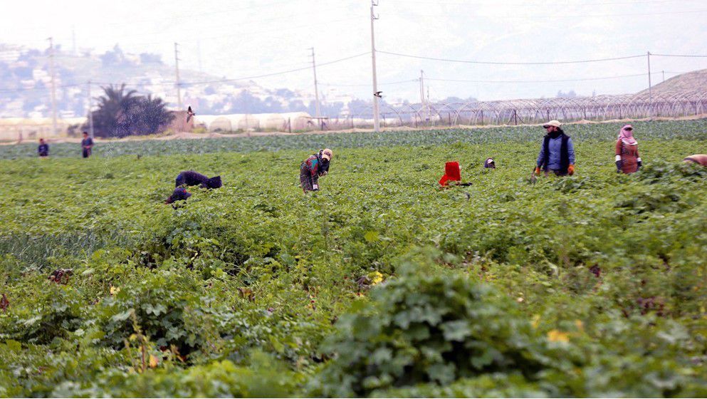 Jordan puts family-run farms at the heart of agricultural tran...
