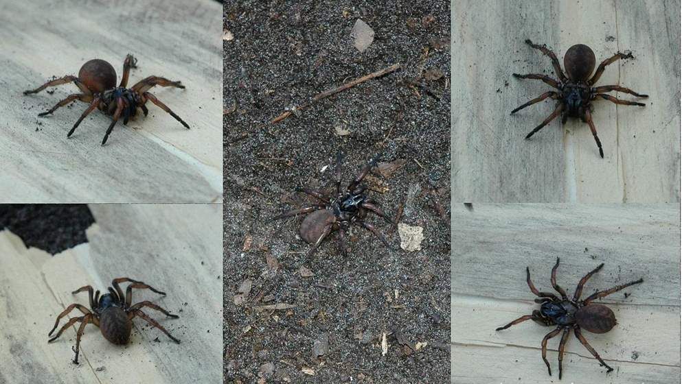 Here are 5 new species of Australian trapdoor spider...