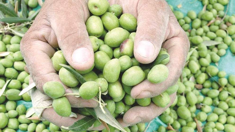Hneifat calls on Jordanians to visit the olive exhibition...