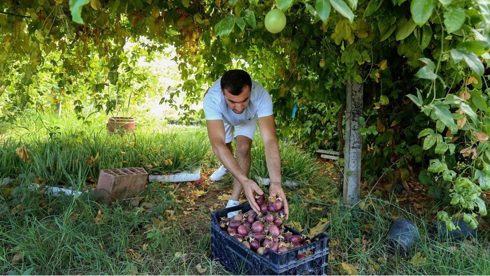 Albanian farmer feeds coffee to fields amid fertilizer crunch...