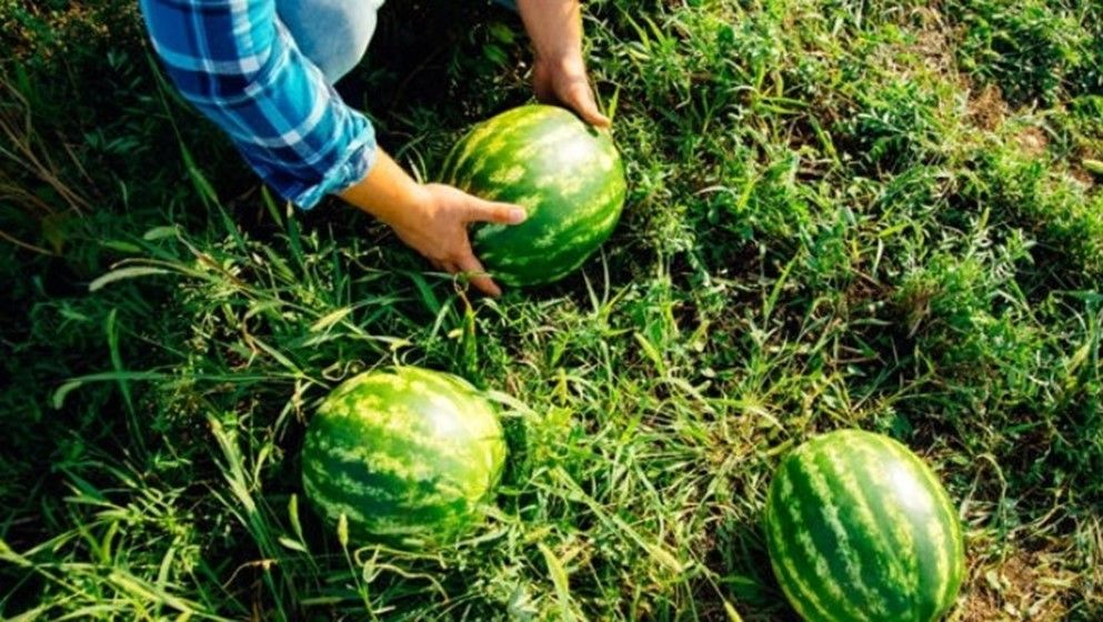 Why Should You Wash Watermelon Before Eating It? Discover the ...