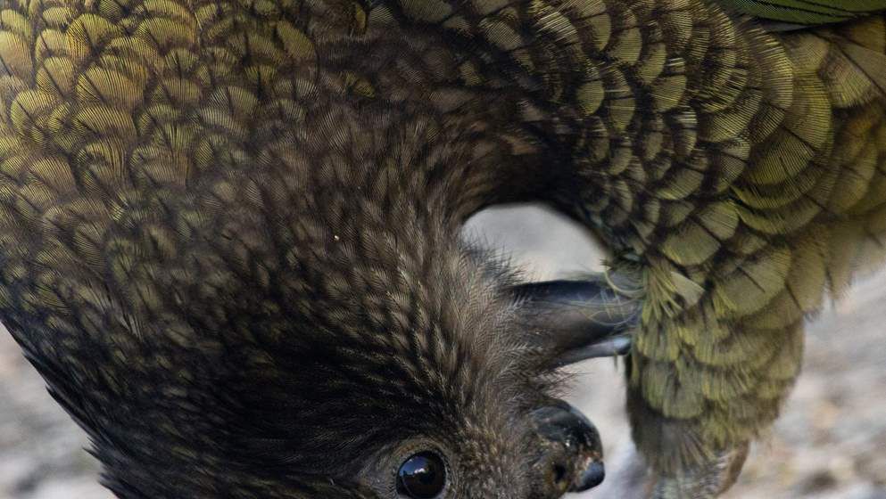 Bruce is a parrot with a broken beak. So he invented a tool....